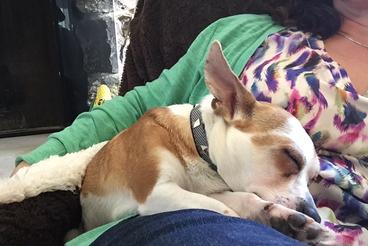 Success Stories – Lucky Dog Rescue